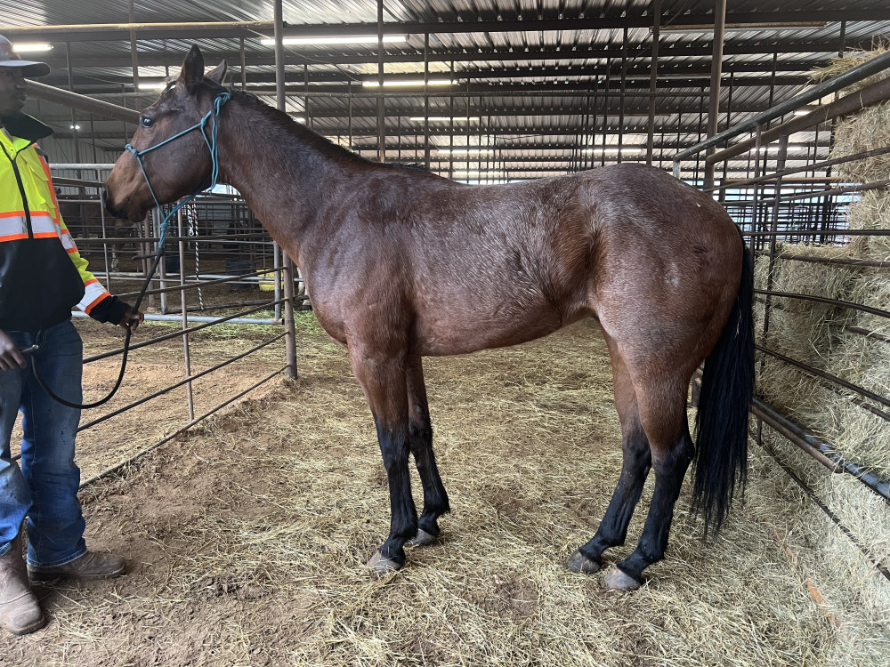 QH 3YR BAY ROAN GELDING - Elkhart Horse Auctions