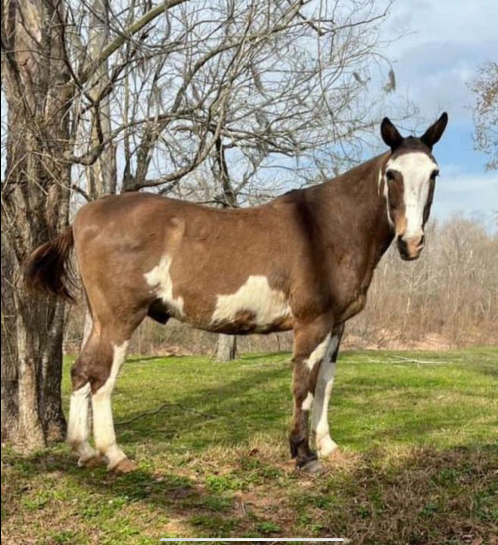 “GUS” MULE 13 YR OLD GRULLO/WHITE GELDING - Elkhart Horse Auctions