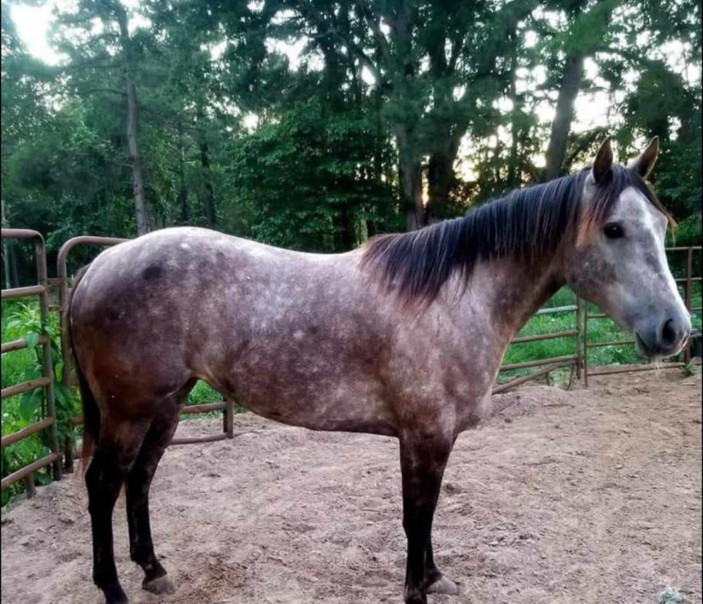 QH 5YR DAPPLE GRAY MARE - Elkhart Horse Auctions