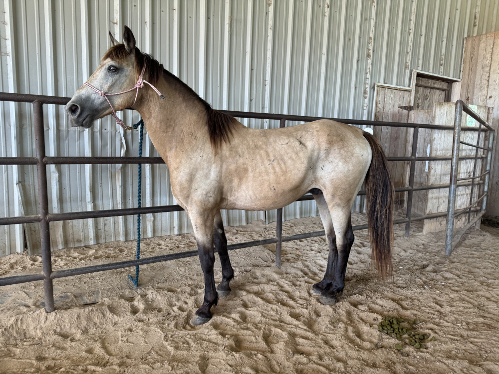 “GUNNER” QH 18 YR OLD BUCK GELDING - Elkhart Horse Auctions