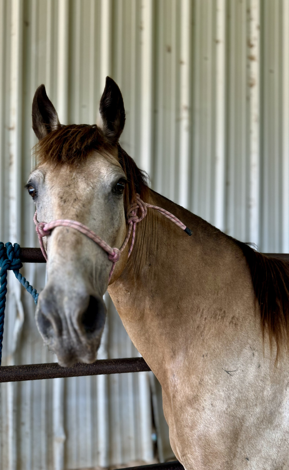 “GUNNER” QH 18 YR OLD BUCK GELDING - Elkhart Horse Auctions