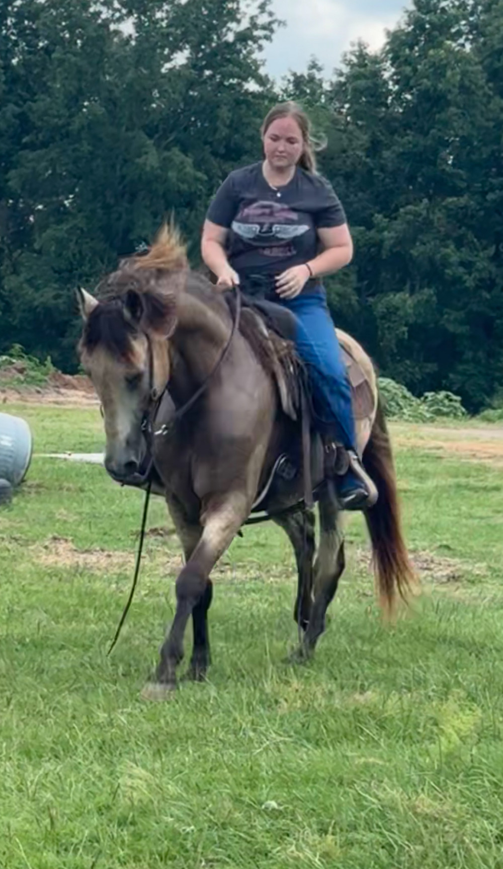 “GUNNER” QH 18 YR OLD BUCK GELDING - Elkhart Horse Auctions