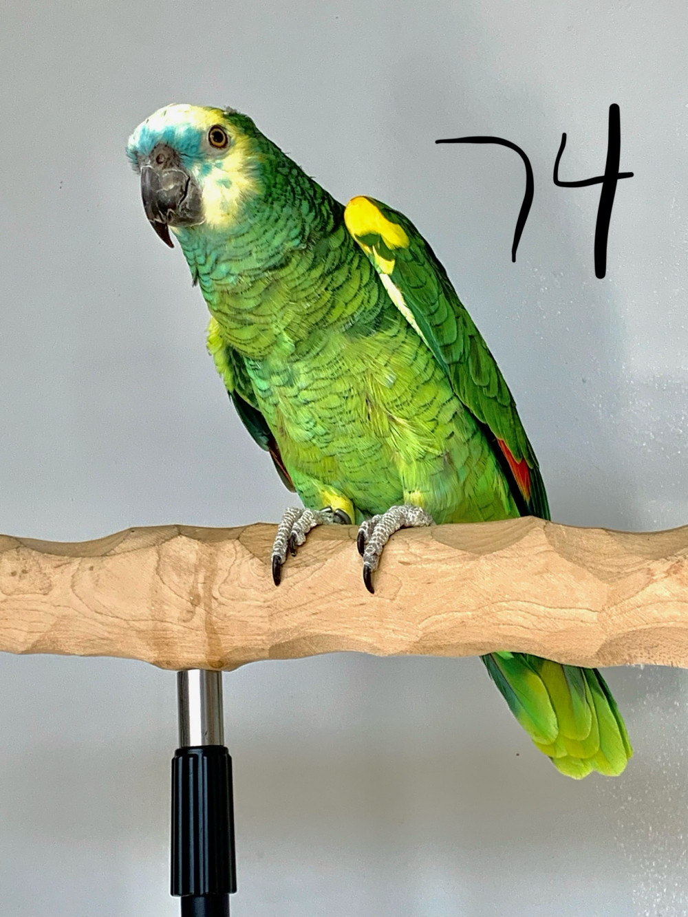 Blue Front Amazon (1) - Lonestar Exotic Auction