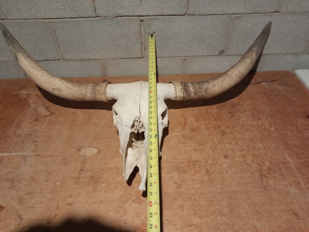 Lot# 110 - longhorn - Swico Auctions