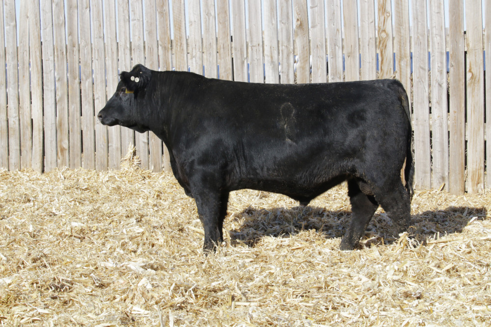 LCHMN Foundation M298K - Leachman Cattle Company