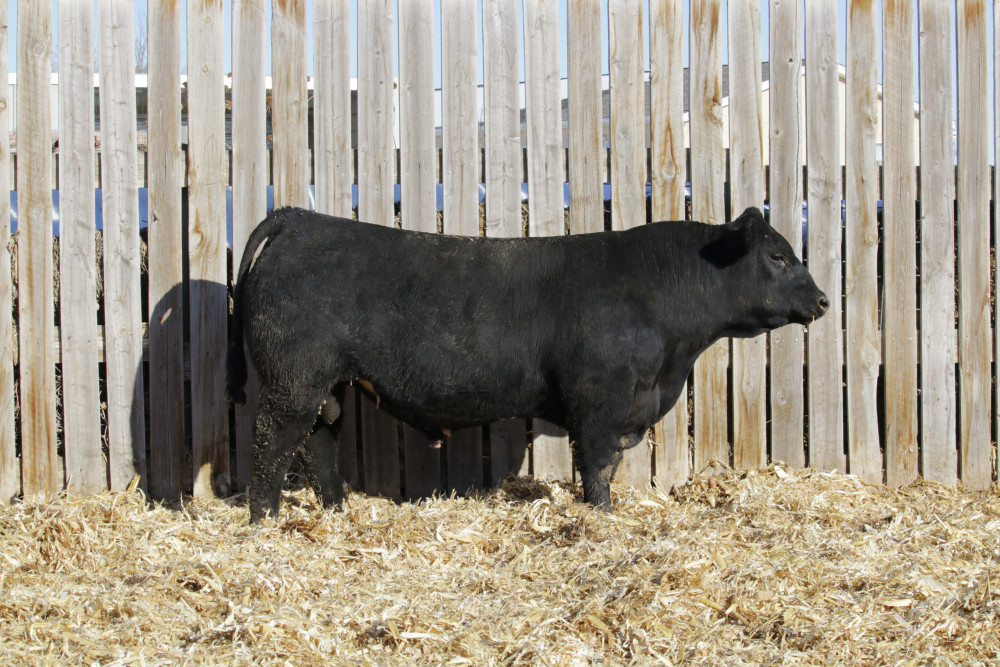 LCHMN Hawkins U936K - Leachman Cattle Company