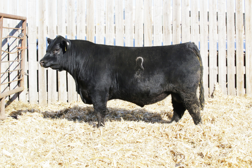 LCHMN Foundation M299K - Leachman Cattle Company