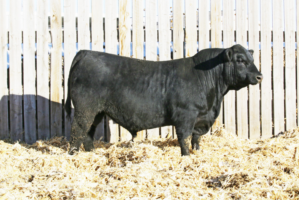 LCHMN Hawkins T017K - Leachman Cattle Company