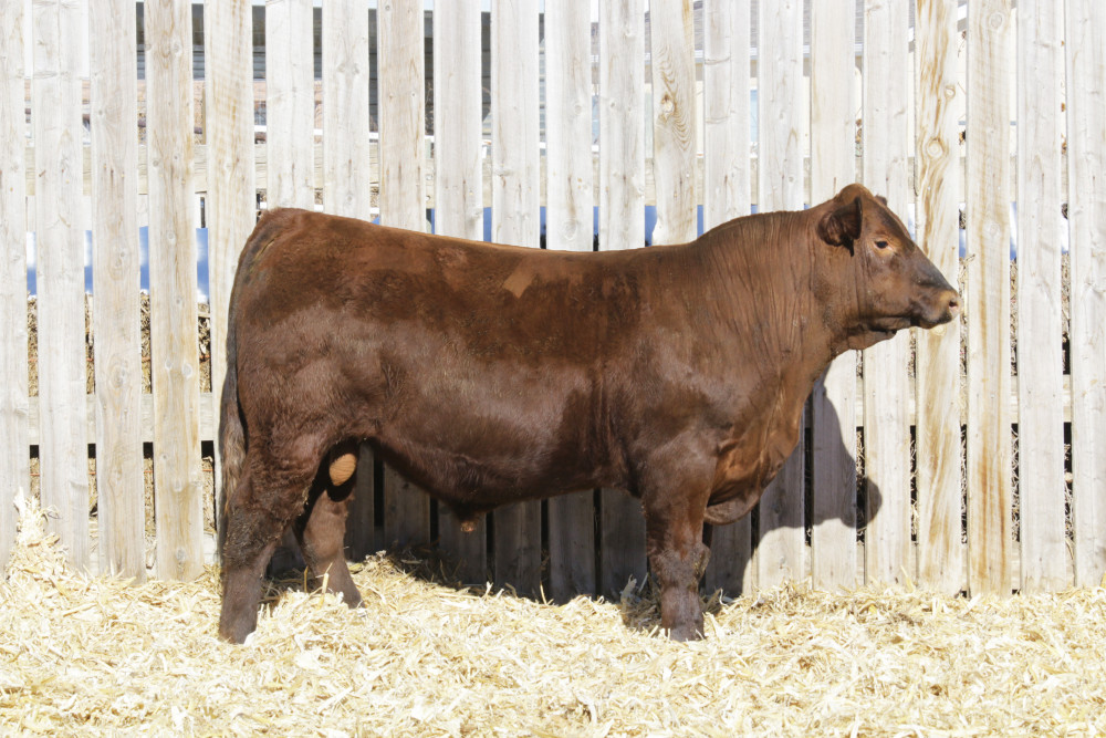 LCHMN Starfleet W634K - Leachman Cattle Company