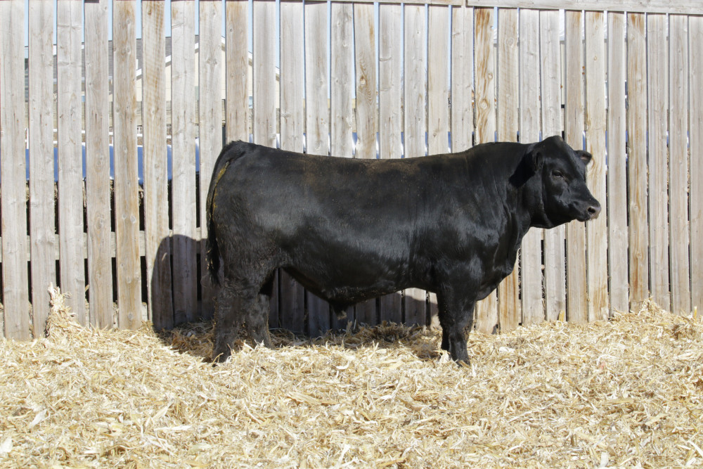 LCHMN Heavy Duty W561K - Leachman Cattle Company