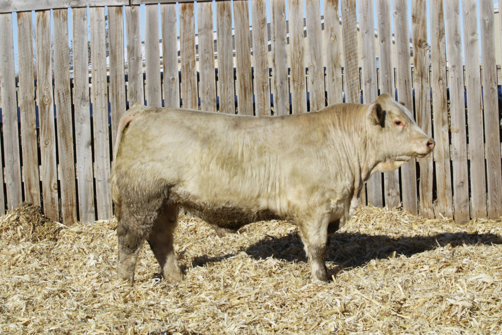 LCHMN Free Ride P068K - Leachman Cattle Company