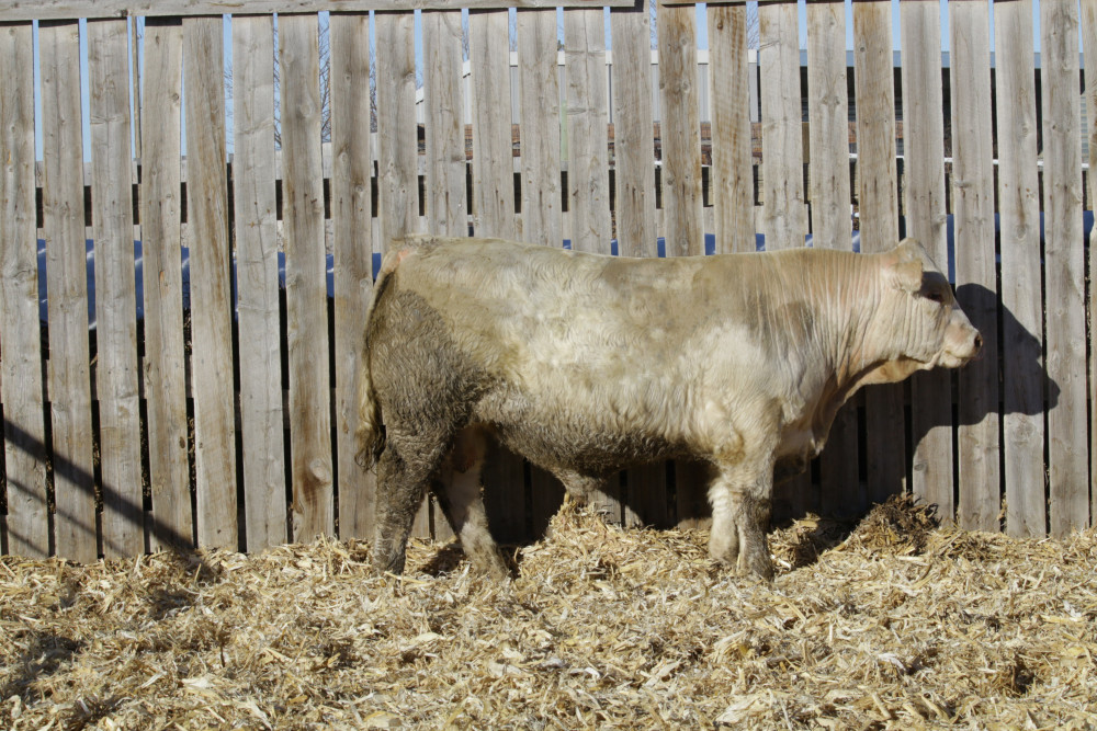 LCHMN Free Ride P082K - Leachman Cattle Company