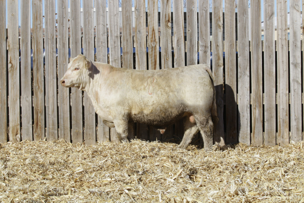 LCHMN Phenom P057K - Leachman Cattle Company