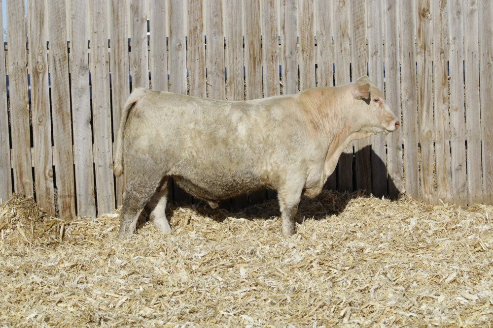 LCHMN Phenom P054K - Leachman Cattle Company