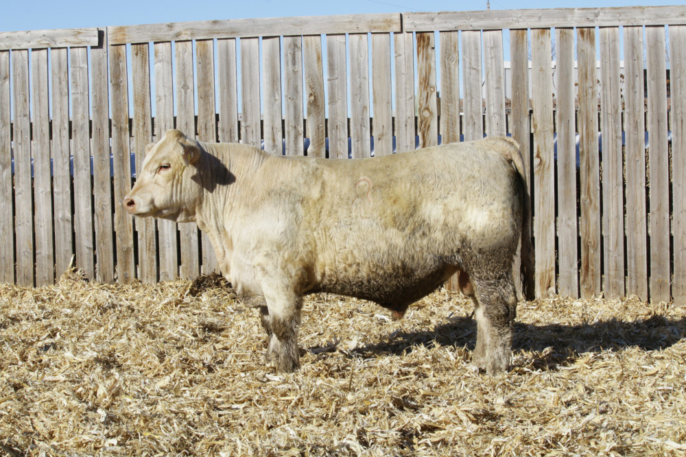 LCHMN Phenom P053K - Leachman Cattle Company