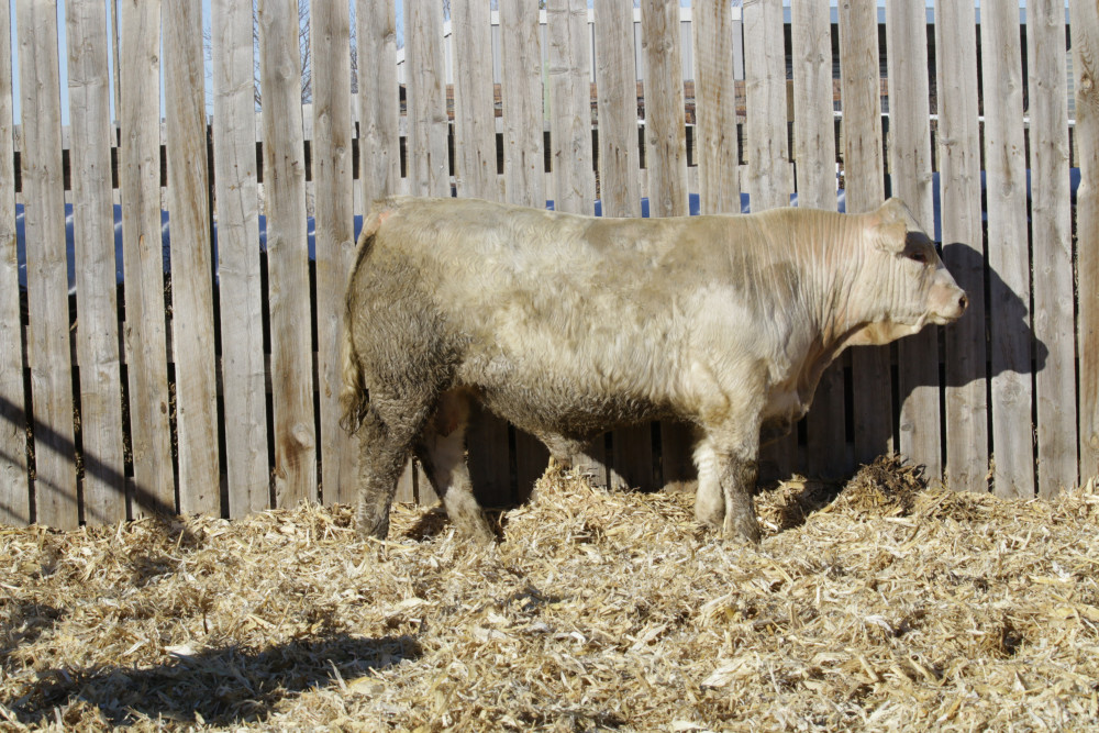 LCHMN Silversmith P075K - Leachman Cattle Company