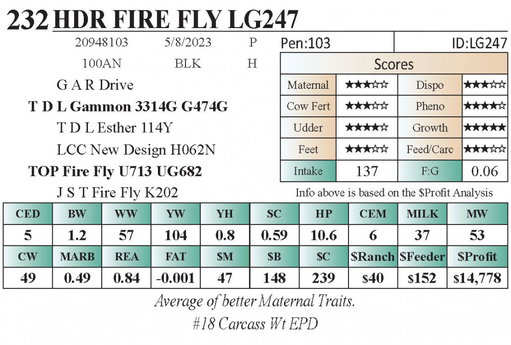HDR FIRE FLY LG247 - Leachman Cattle Company
